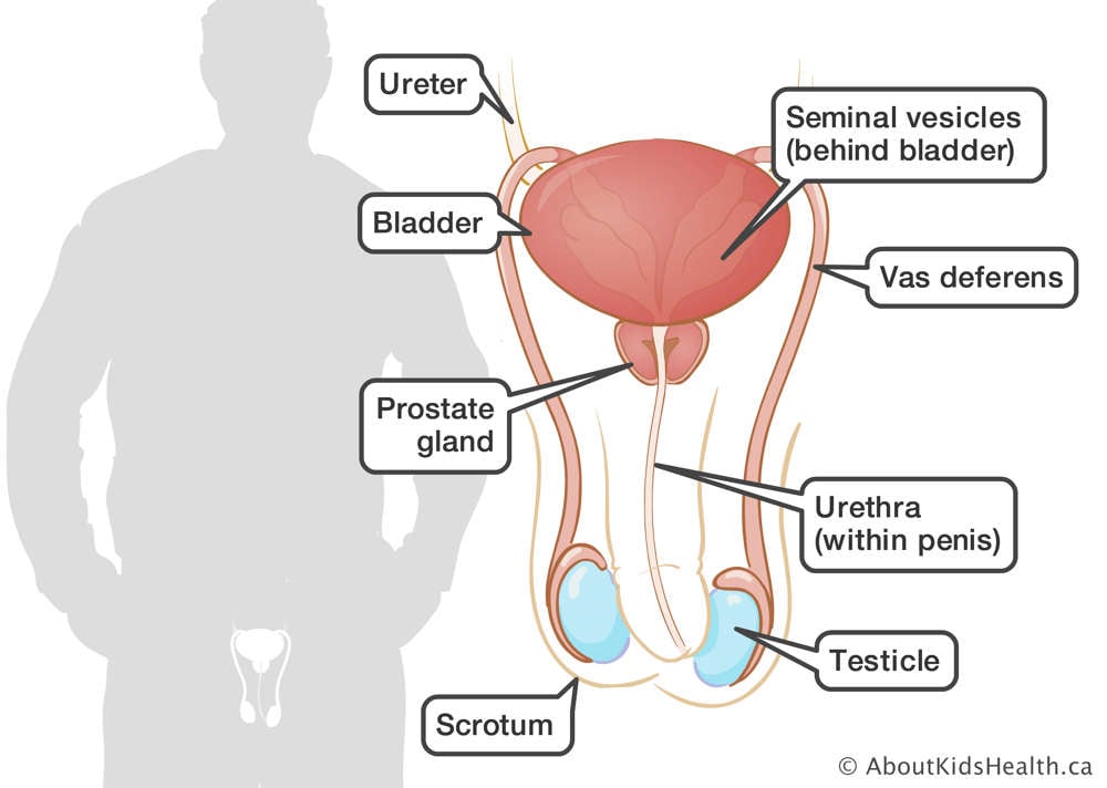 reproductive system bitesize